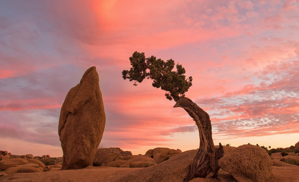 RV Camping in Joshua Tree National Park | Cruise America