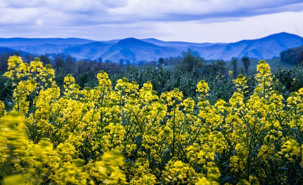 Spring into Beauty with Cruise America RVs | Cruise America